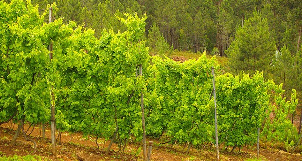 El Vino Verde de Portugal, denominación de origen