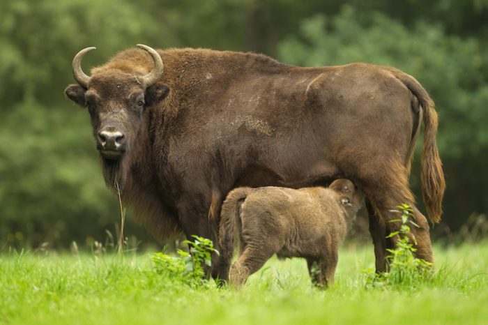 Los bisontes de la Reserva de Sainte-Eulalie