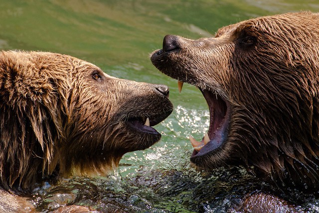 Bärengraben, el parque de los osos de Berna