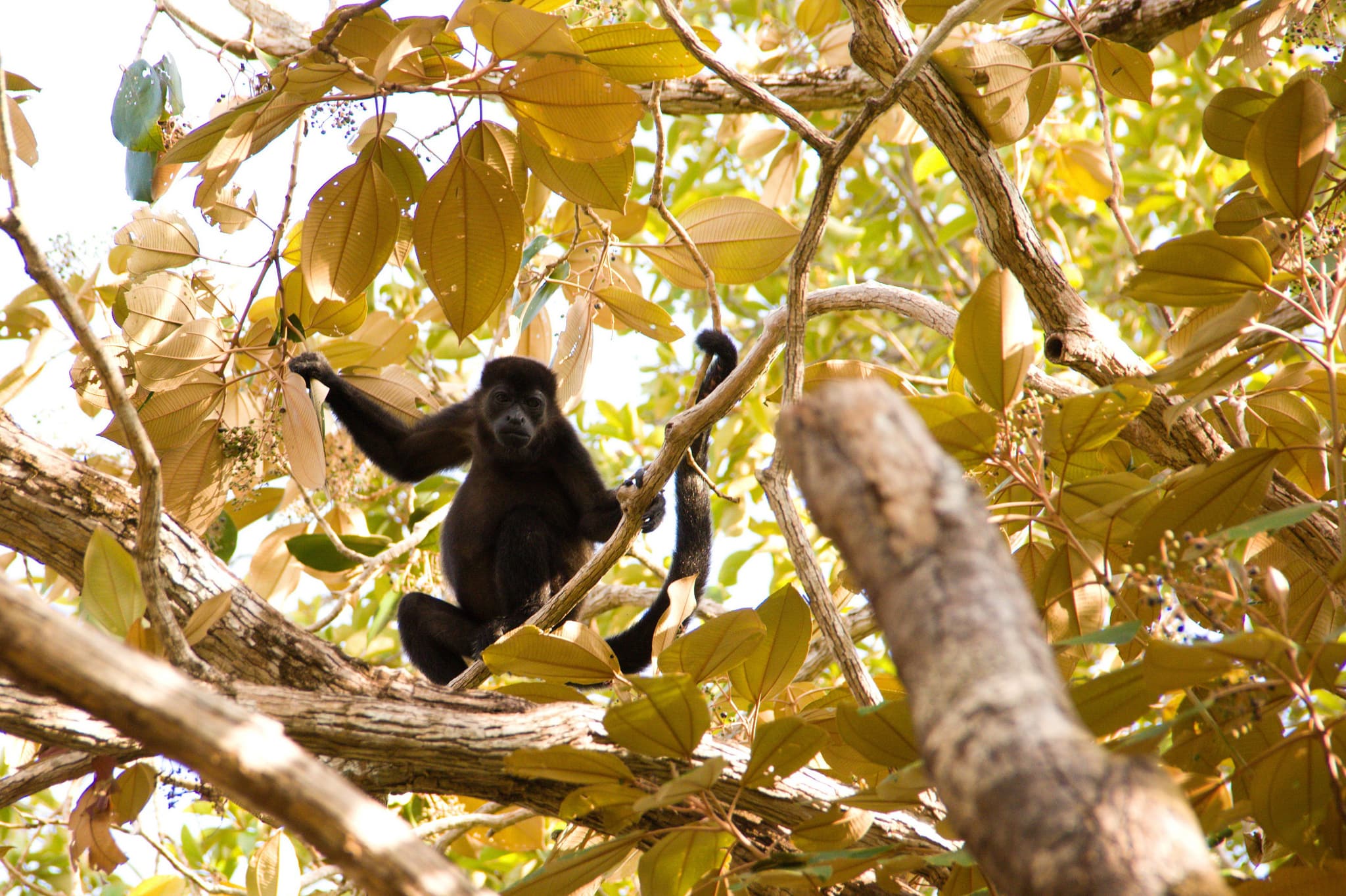 Ecoturismo en diferentes lugares de Panamá