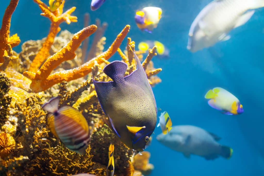 Buceo en el Mar Rojo: lugares, rutas y todo lo que debes saber