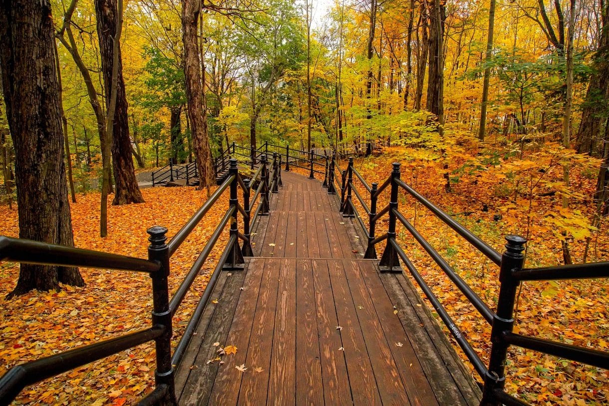 Descubre algunos de los bosques más importantes de Canadá