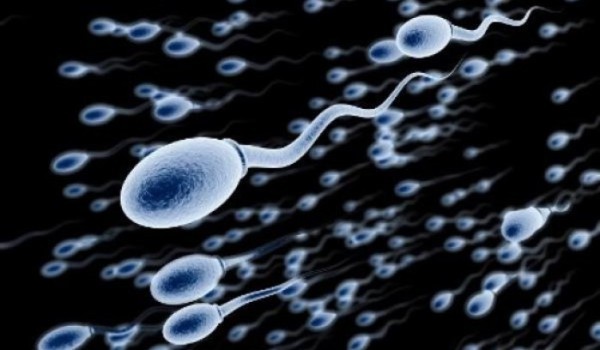 Reproducción asistida: El seminograma Reproducción asistida: El seminograma